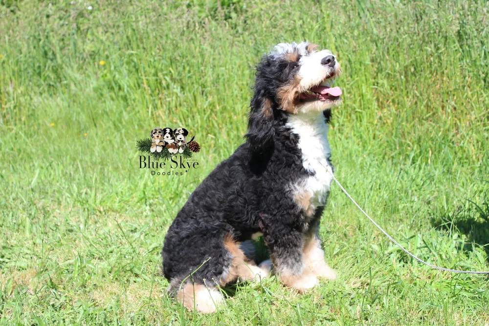 Blue Skye Doodles - Bernedoodle & Australian Mountain Doodle Puppies