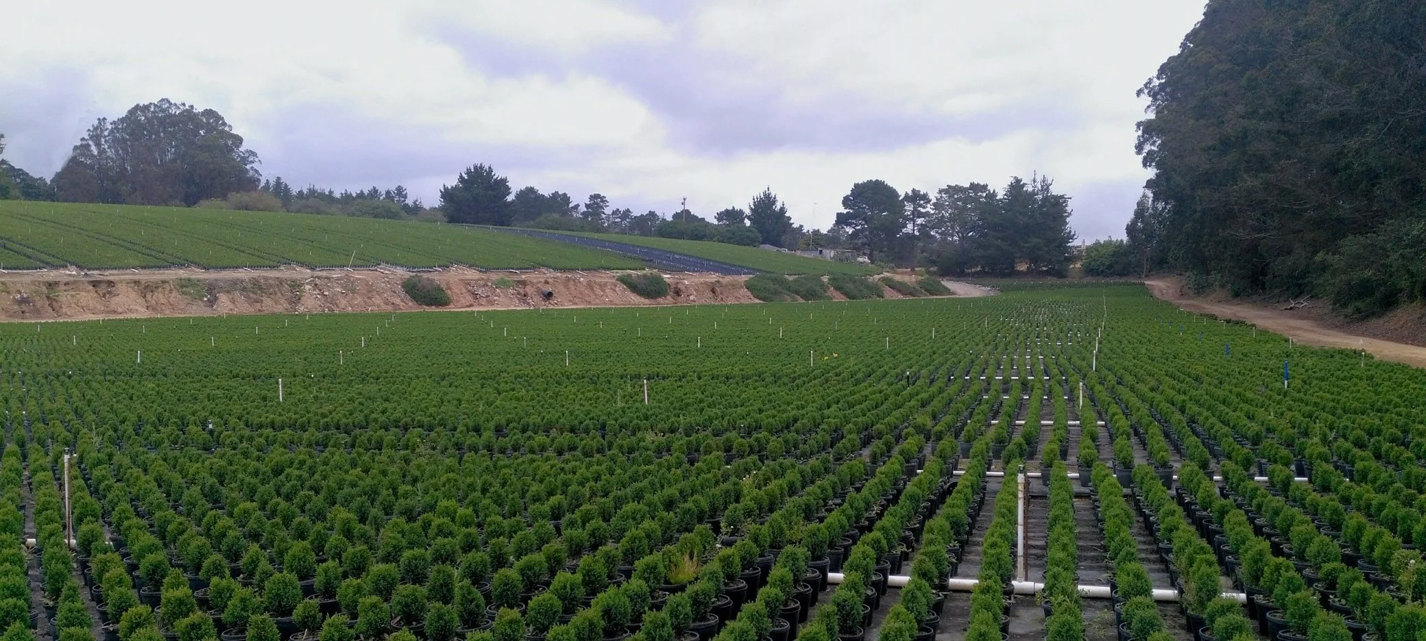 Santa Cruz Nursery & Farm