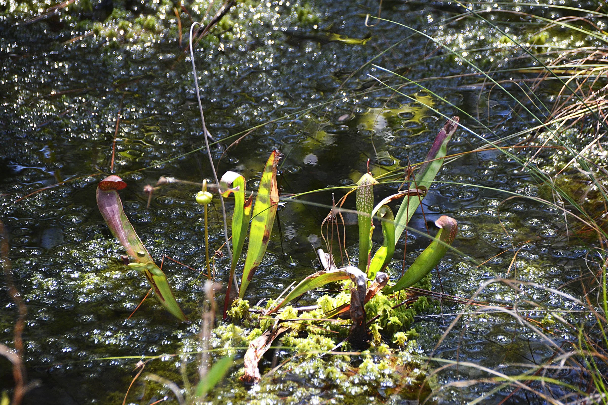 Nassau County Florida Conservation and Land Use Resources — Conserve Nassau