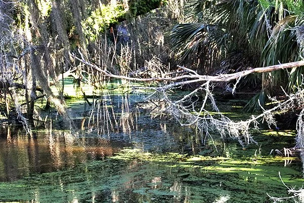 Nassau County Florida Conservation and Land Use Resources — Conserve Nassau