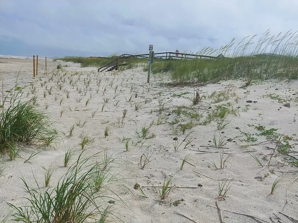 Replanting Dunes — Conserve Nassau