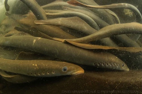 Lamprey — Friends of Tryon Creek - Tryon Creek State Natural Area