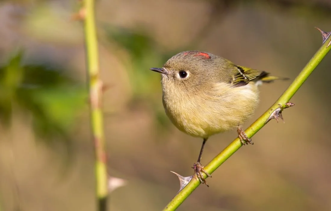 Friends of Tryon Creek