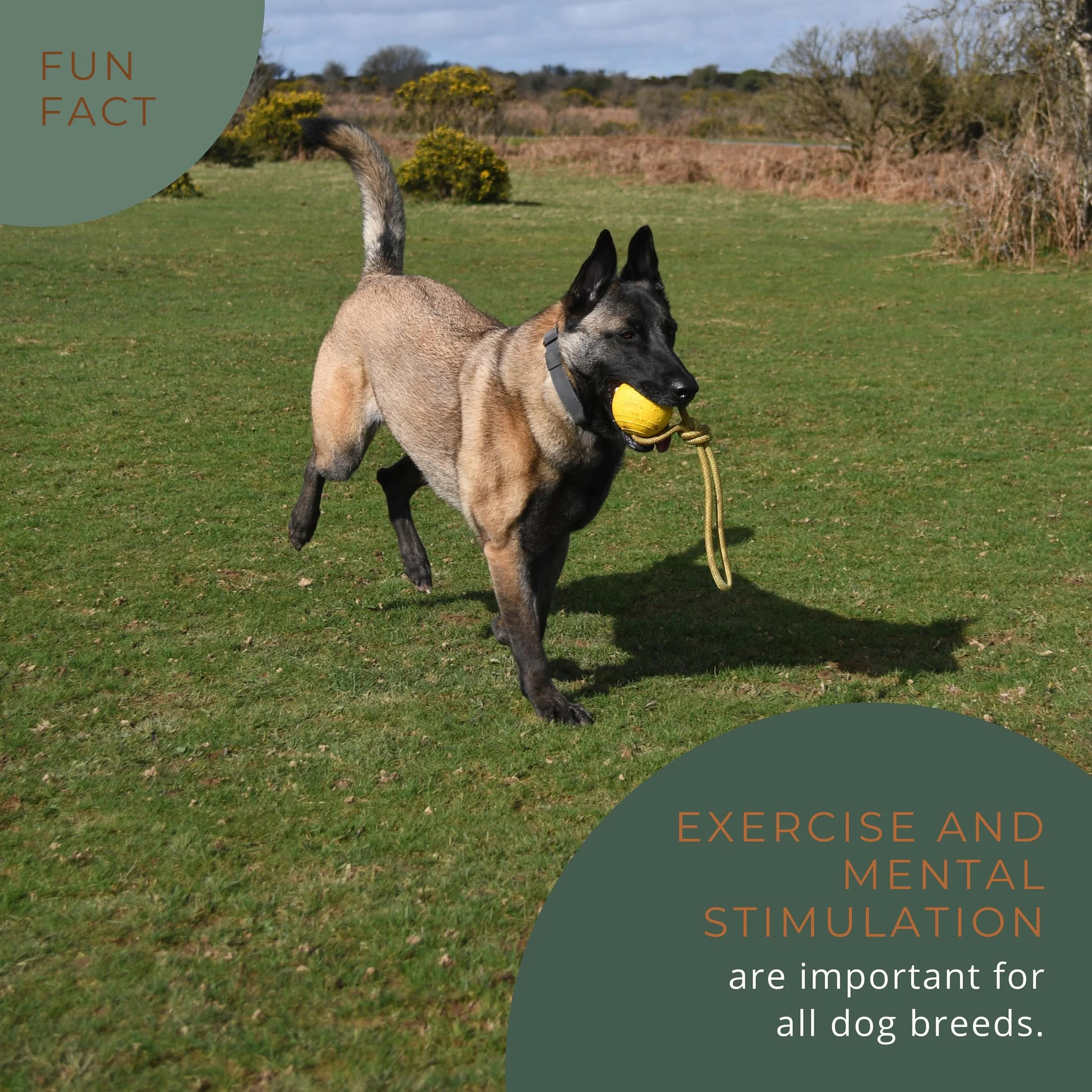 Contact — K9 Commando