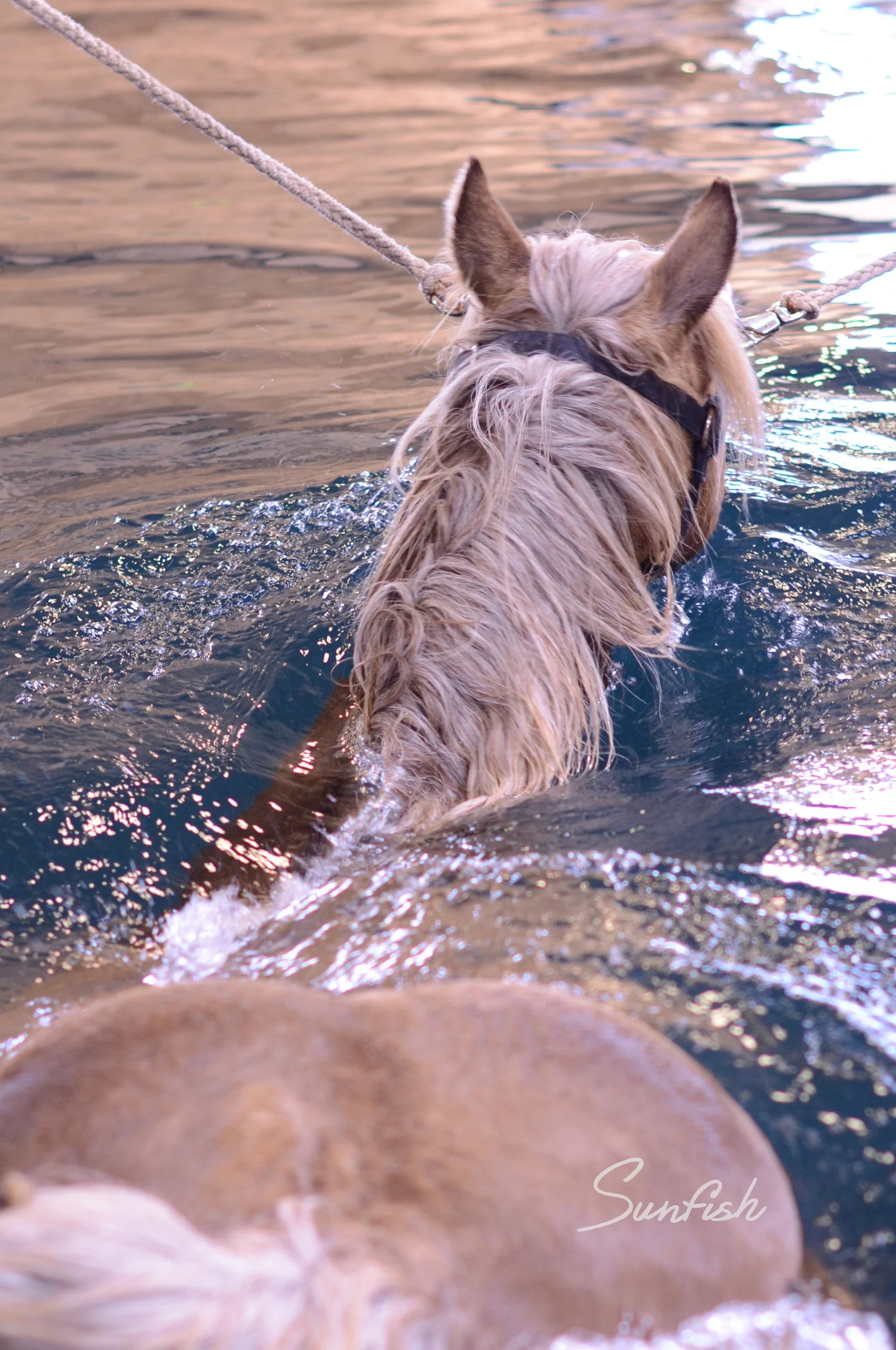 Sunfish Pools | Pool Builder | Award Winning Design I North Texas I ...