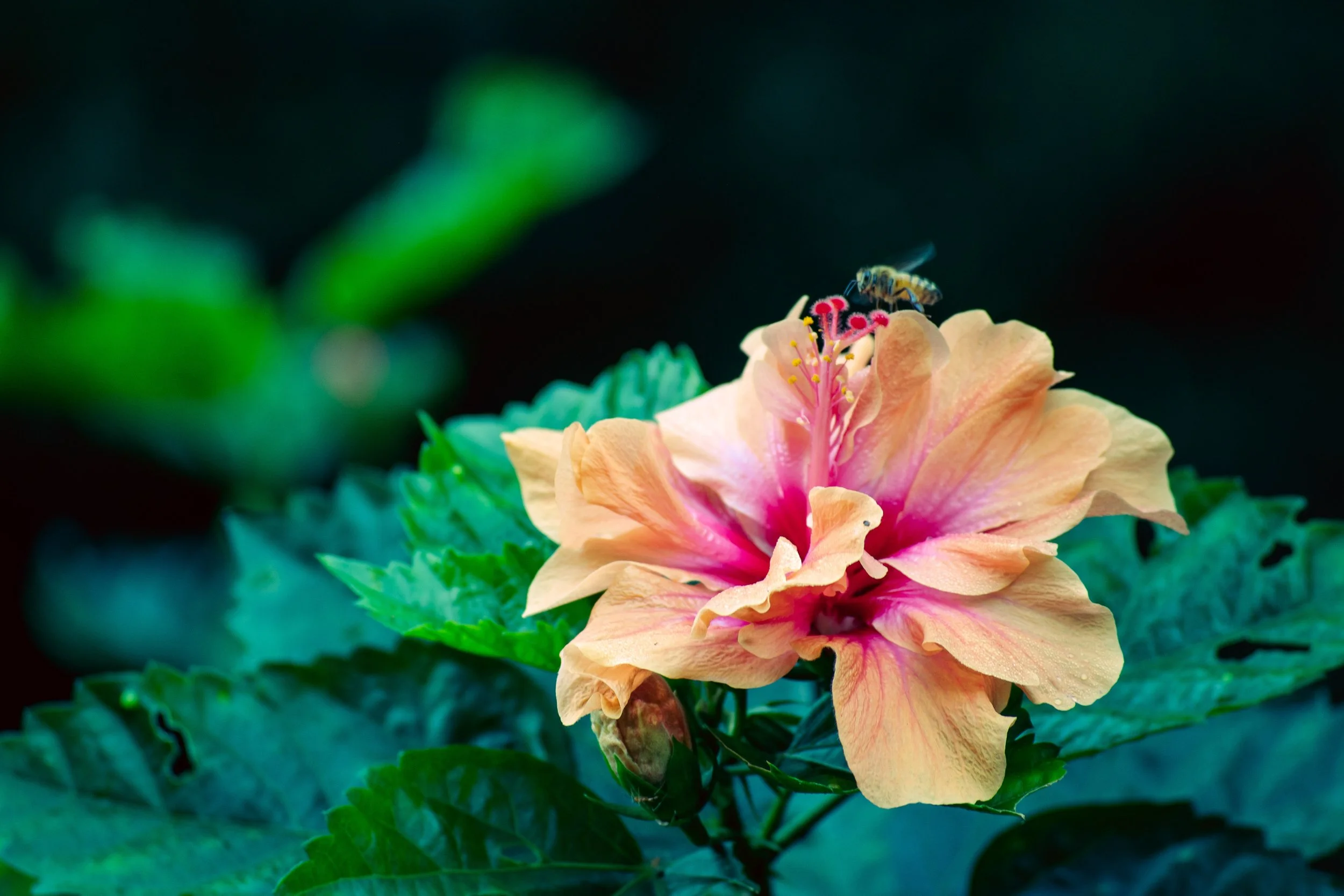 Waimea Valley - Where Hawaiʻi Comes Alive
