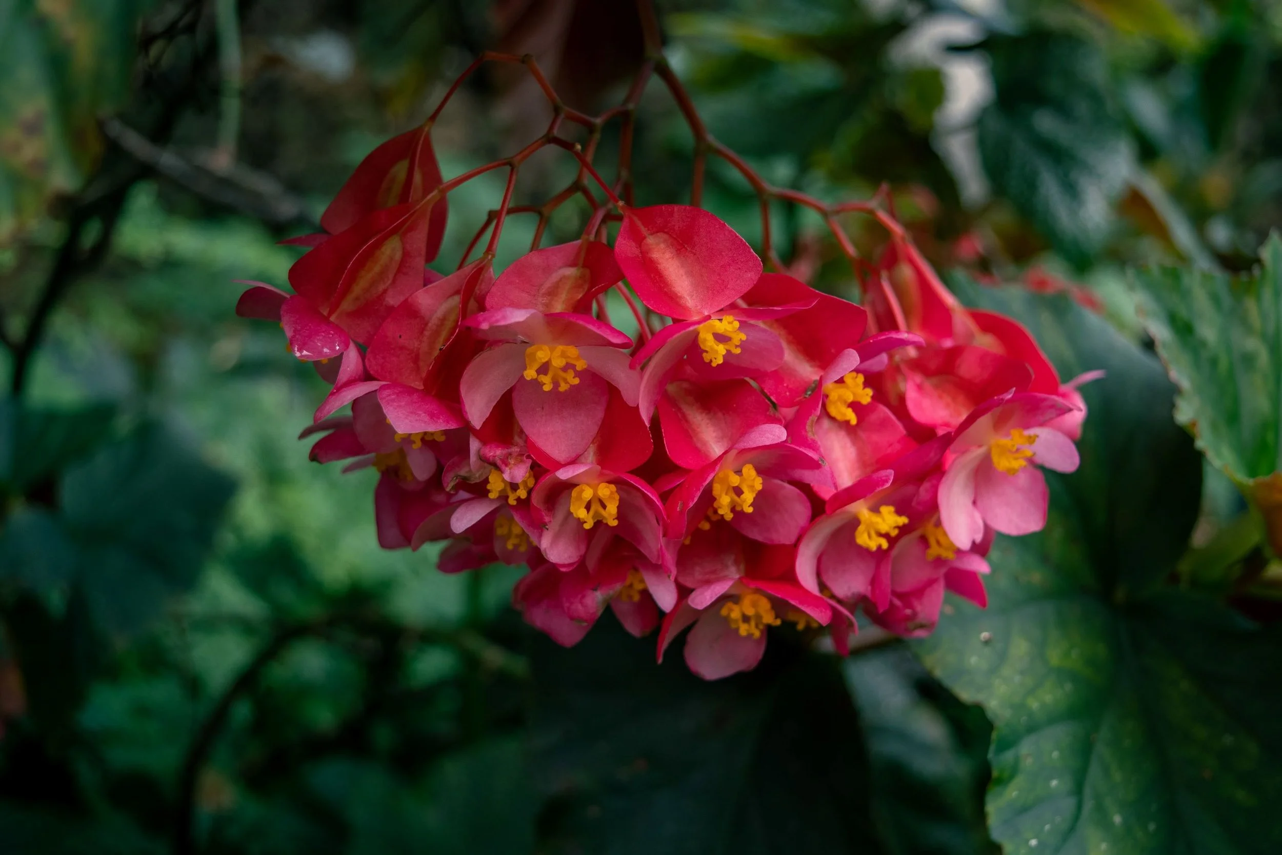 Waimea Valley - Where Hawaiʻi Comes Alive