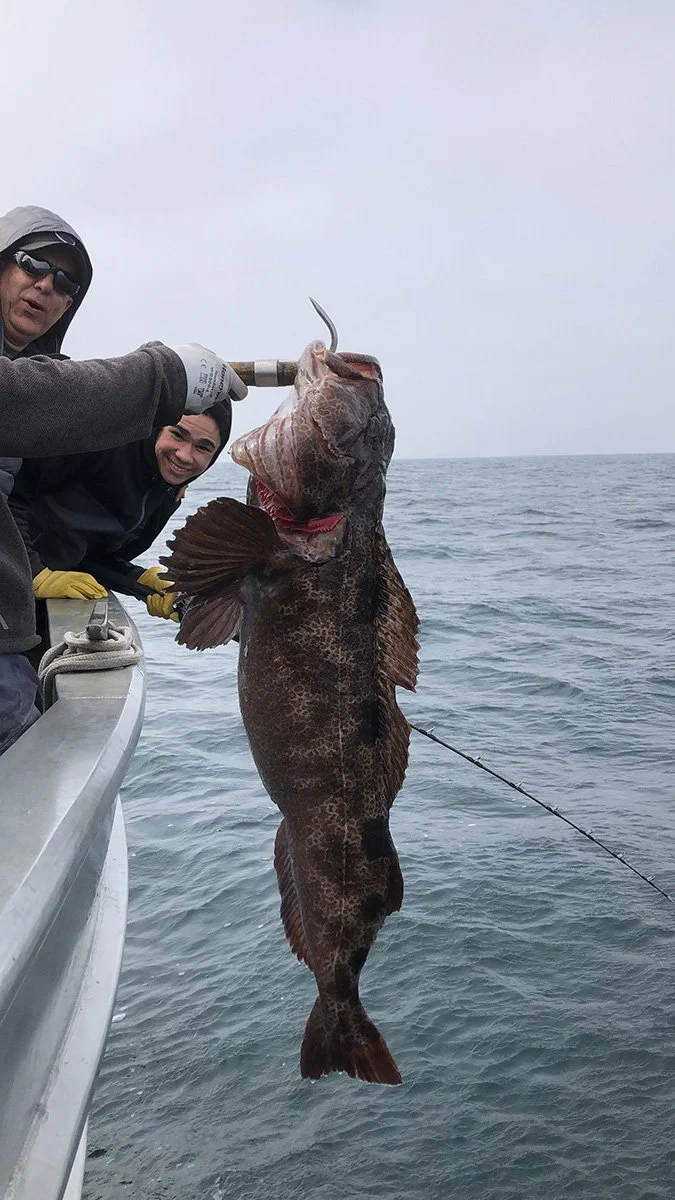 All About LingCod — Afognak Wilderness Lodge