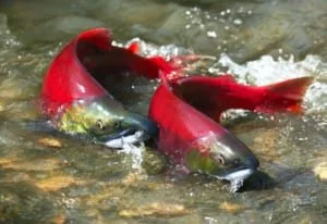 Understand Fish in Alaska | Freshwater Fish — Afognak Wilderness Lodge