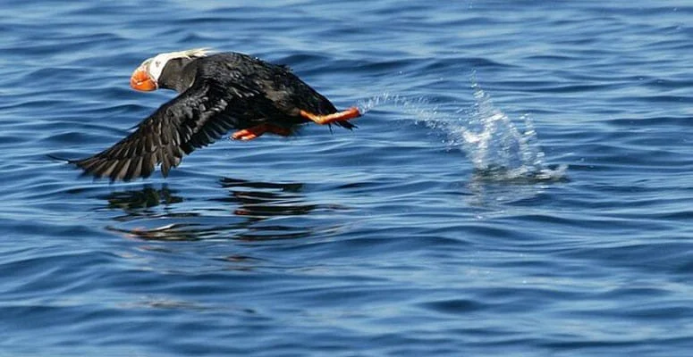 Offshore Birds of the Kodiak Islands — Afognak Wilderness Lodge