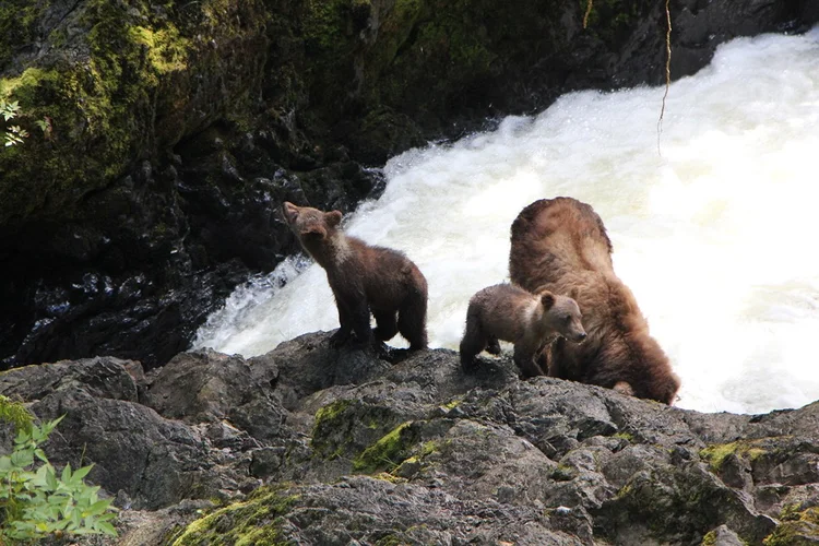 Where to see Kodiak Brown Bears — Afognak Wilderness Lodge