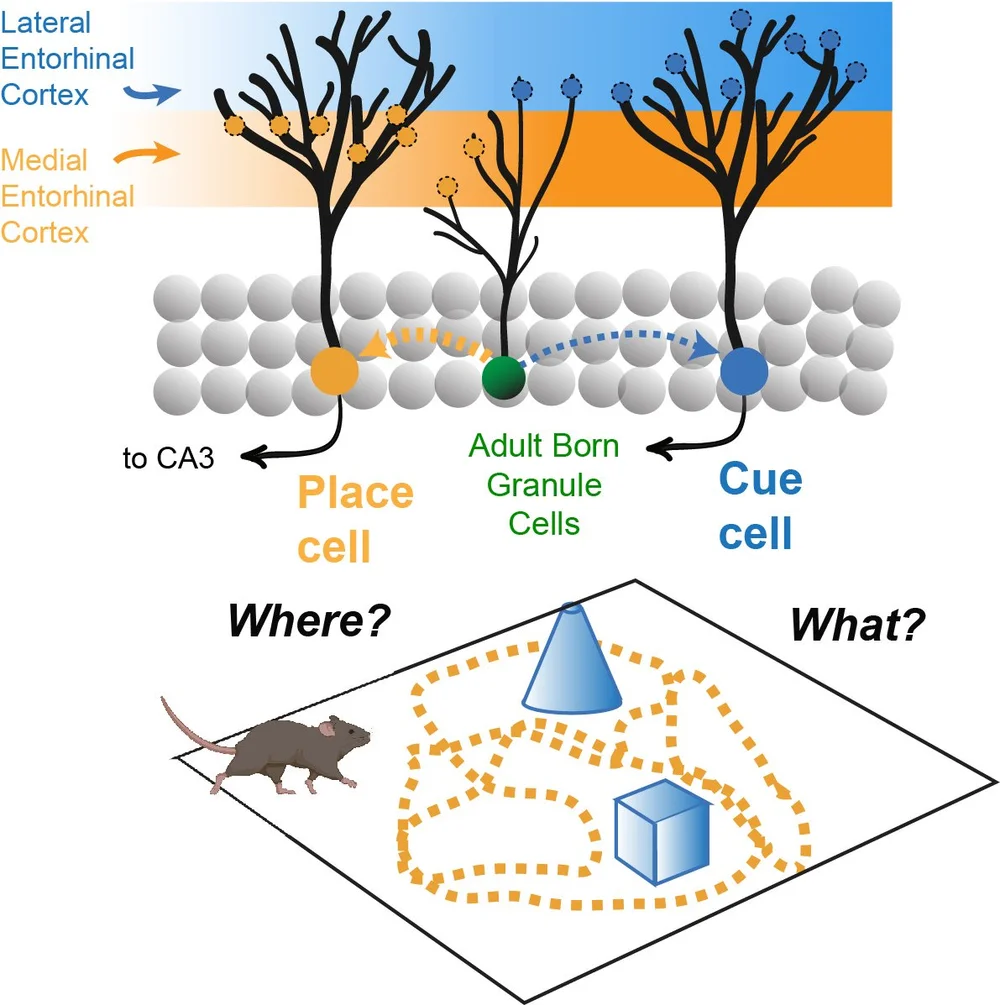 Research — Memory and Cognition Lab