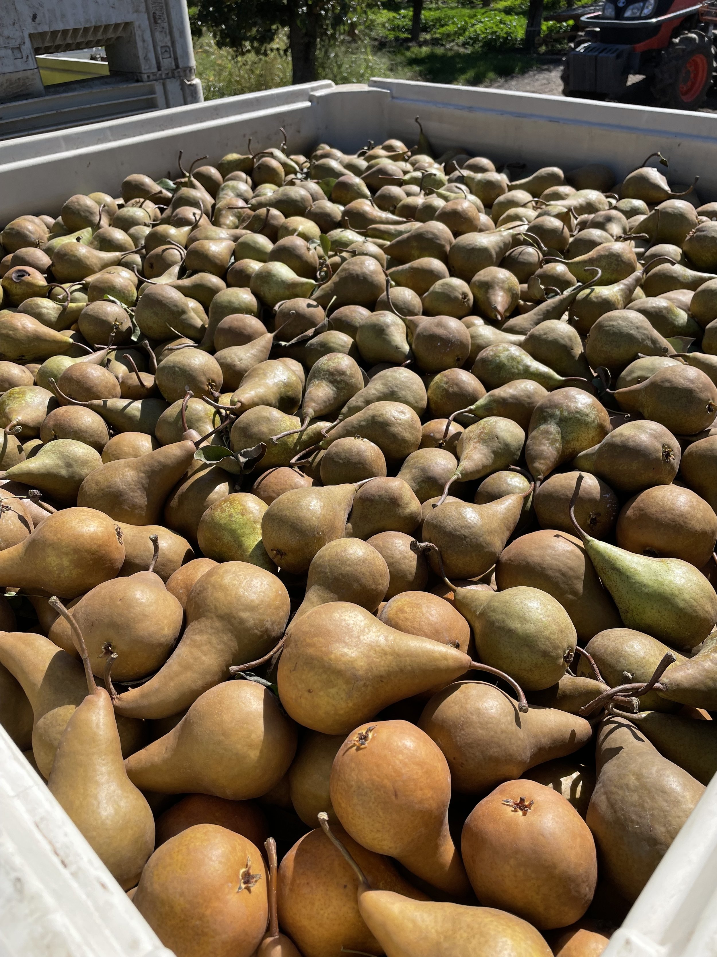 Our Orchards - Pears — Columbia River Land Management