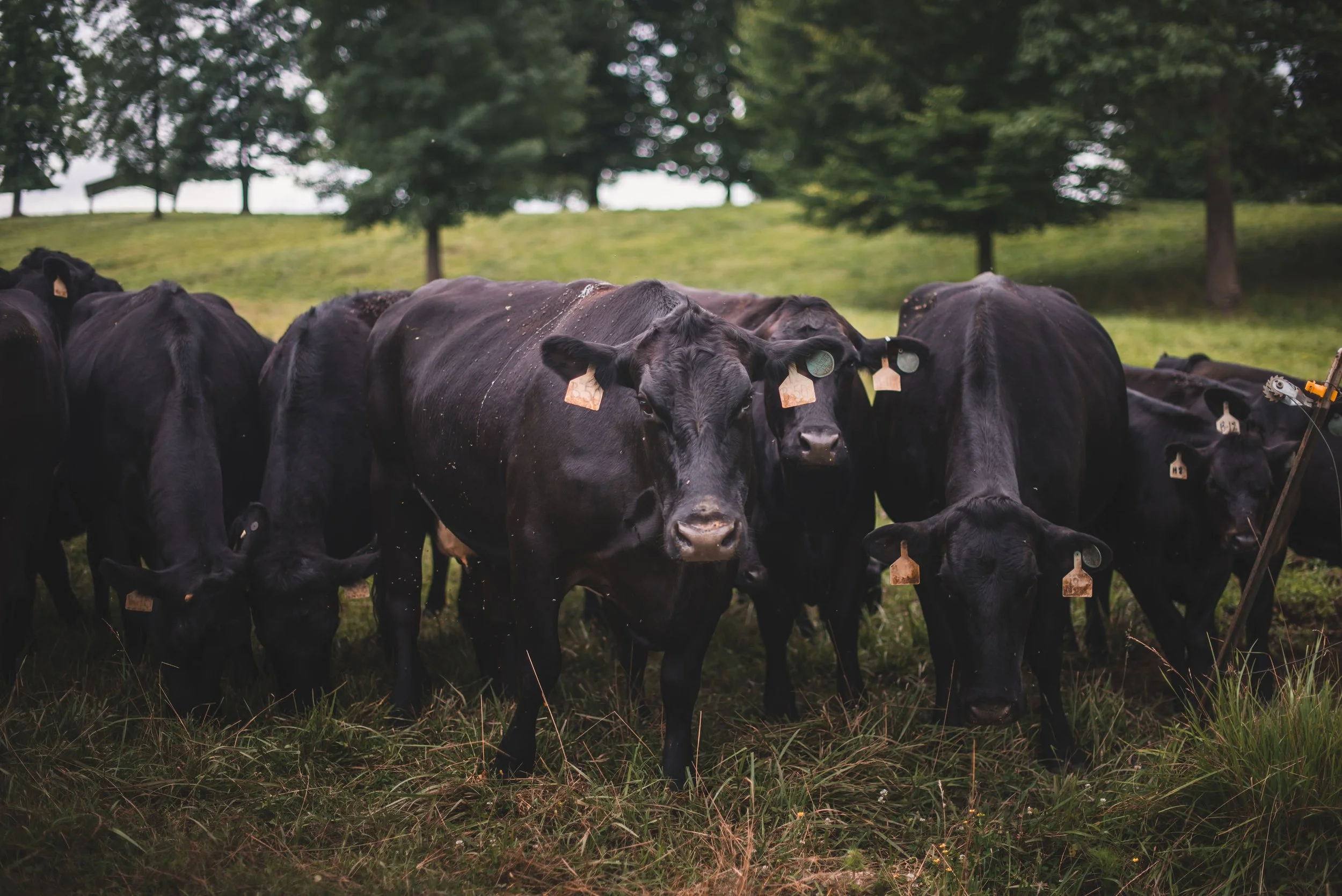 Rocky Creek Beef | High Quality Local Beef | Harmony, NC
