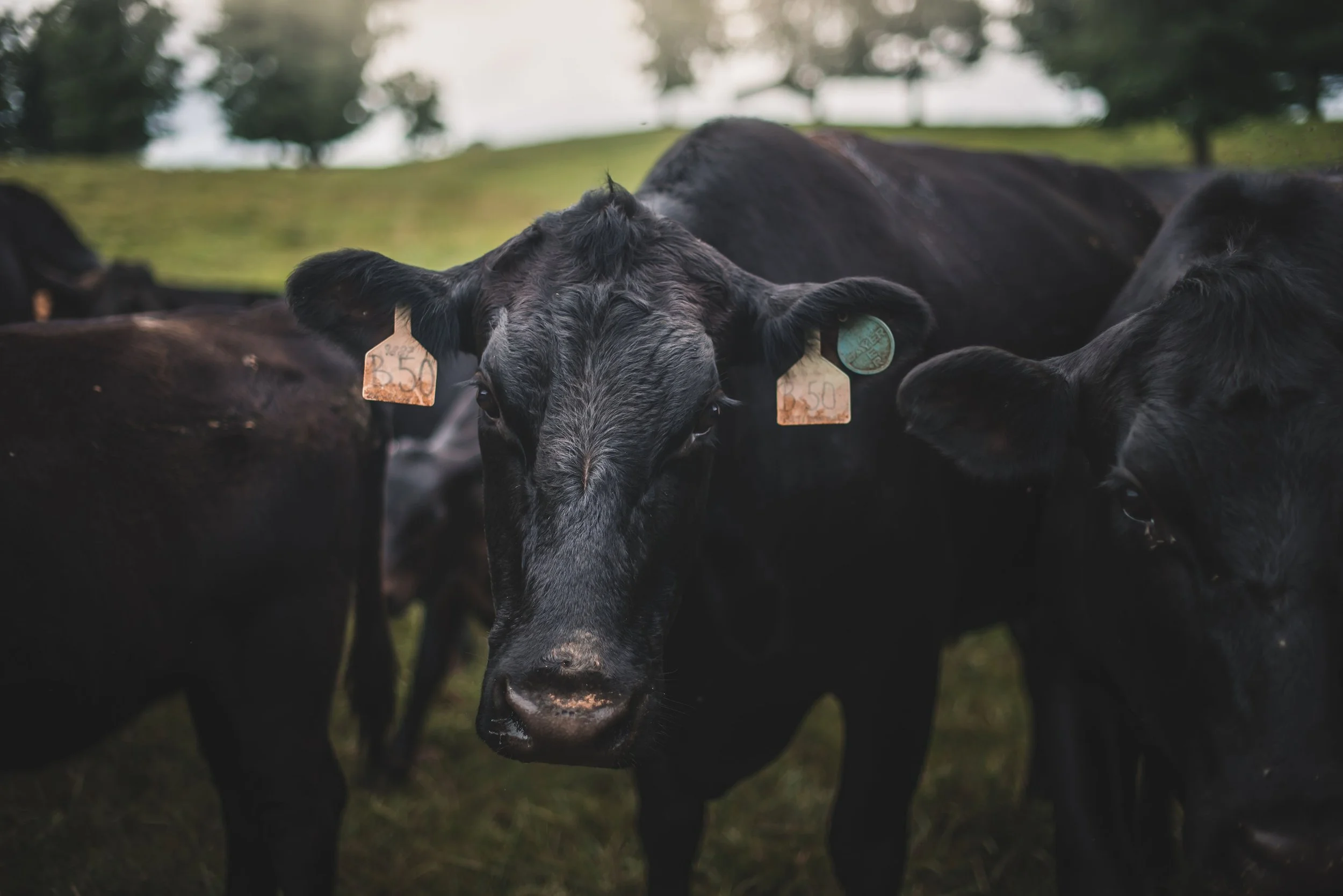 Rocky Creek Beef | High Quality Local Beef | Harmony, NC
