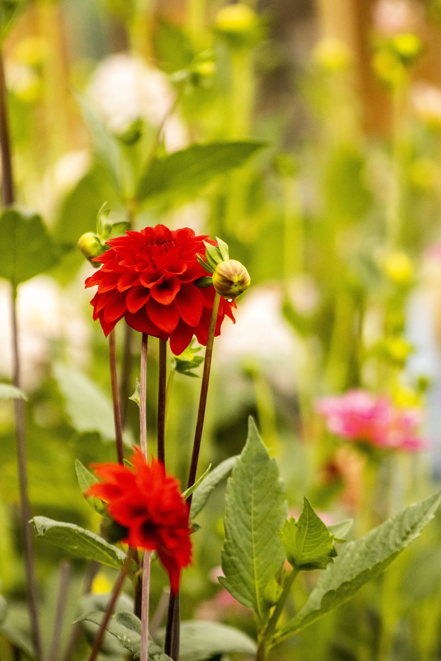 Sundrop Flora