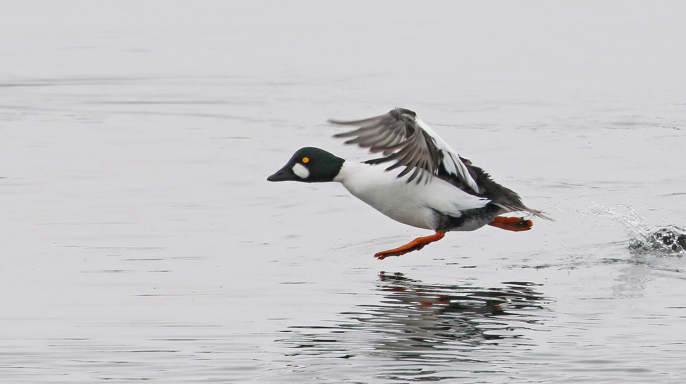 Infographic — Hudson River Dredging Project