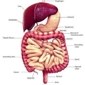 What's a Normal Poo? I Melbourne Dietitian & Nutritionist