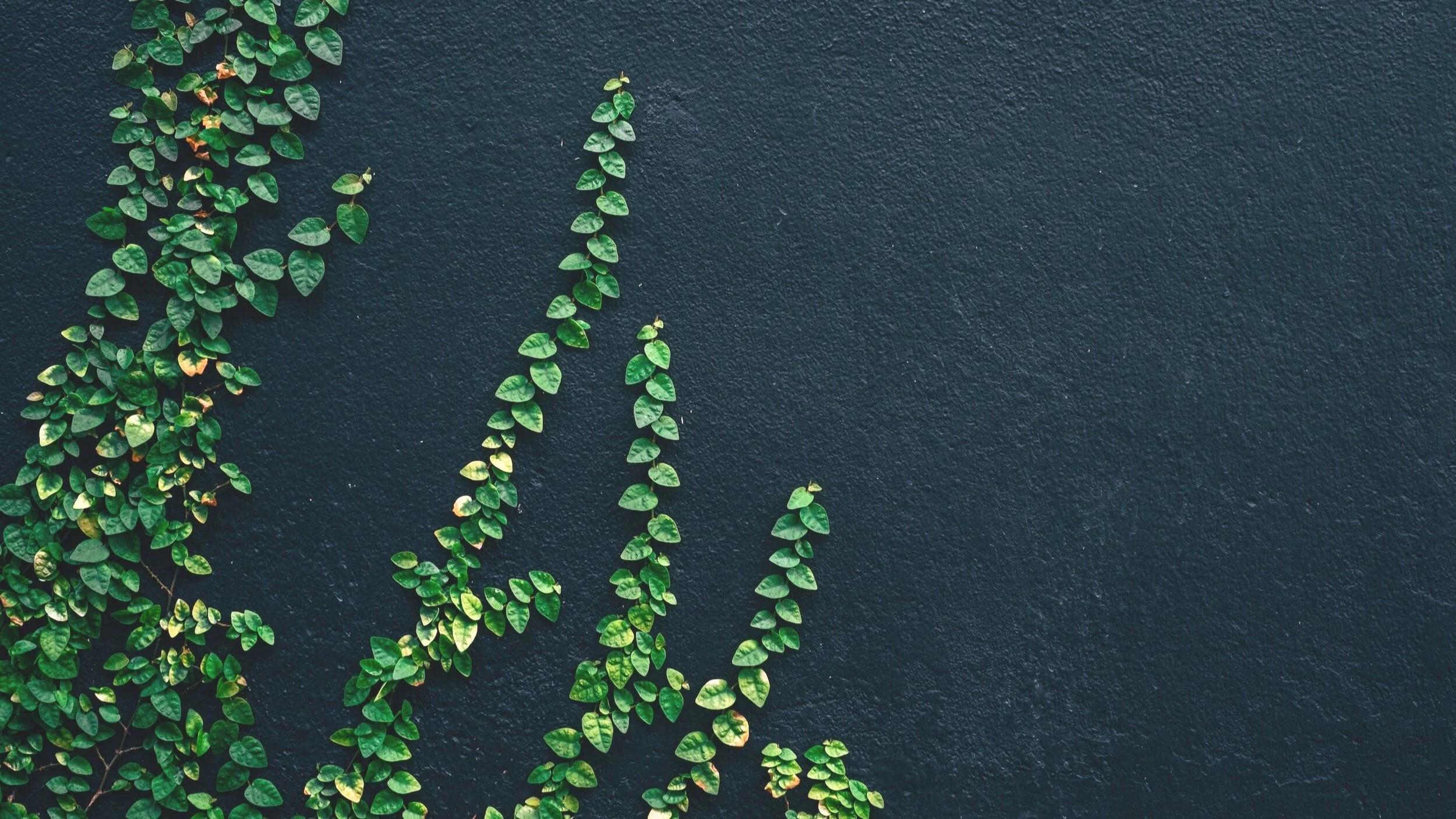 Crystal Mind Counseling