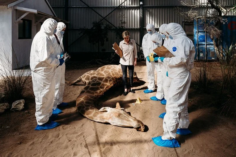From Crime Scene to Courtroom — Wildlife Forensic Academy