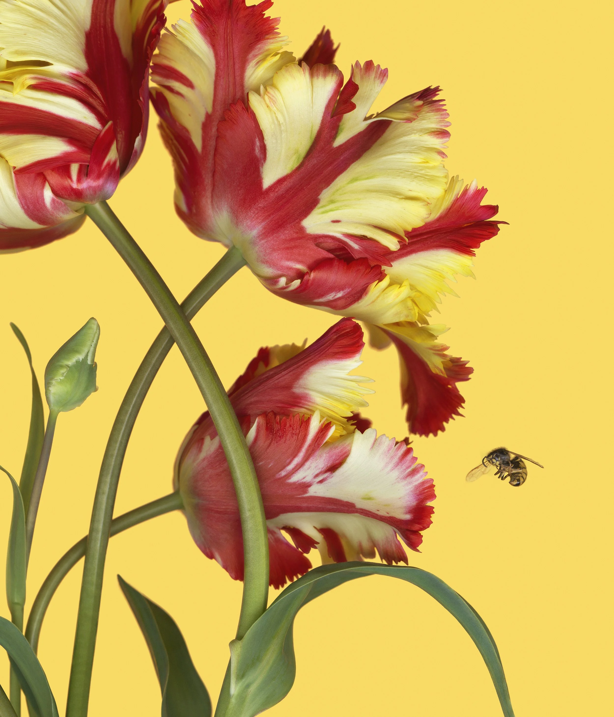 James Stopforth Photographer