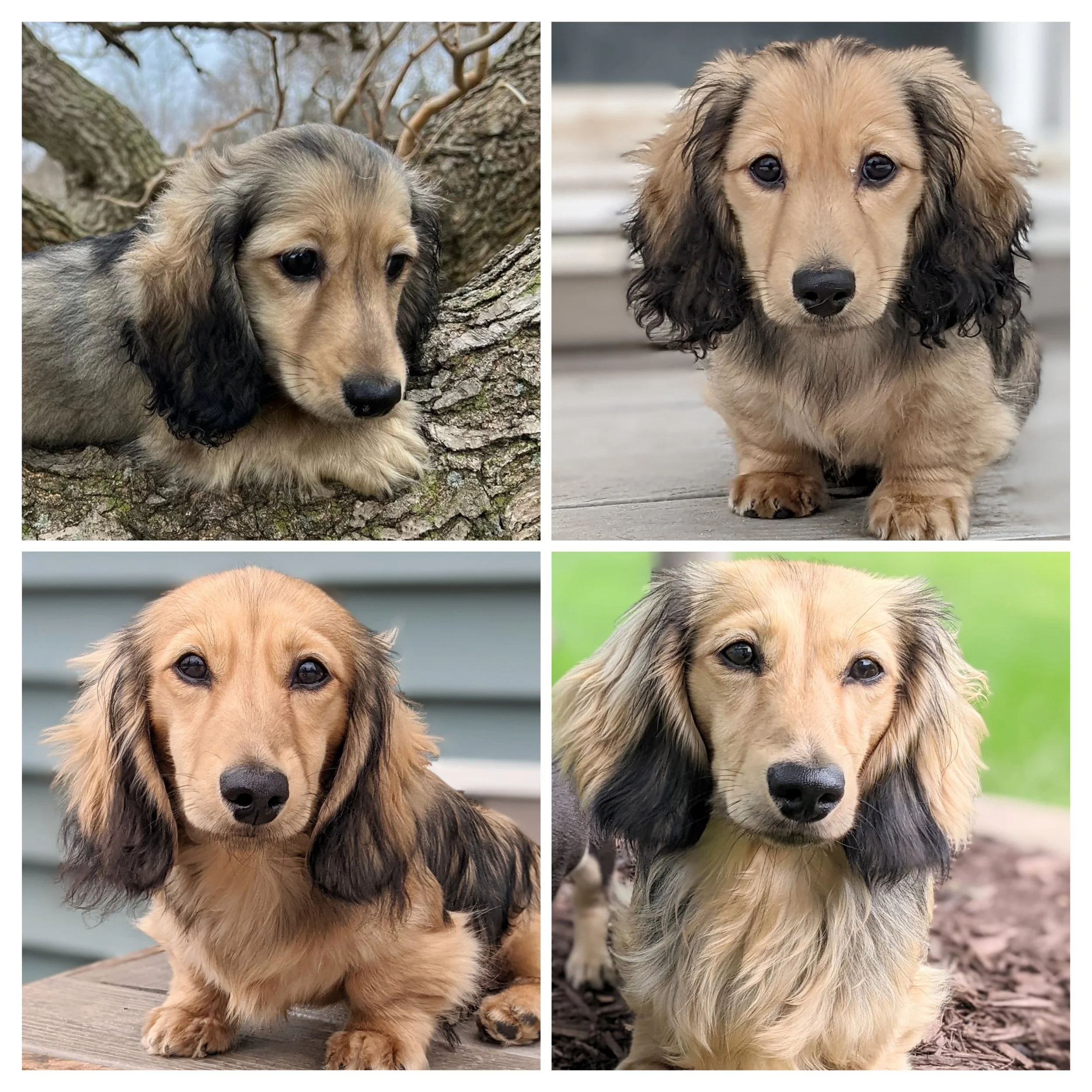 Discover Our Commitment to Quality - About Us — Sunflower Dachshunds