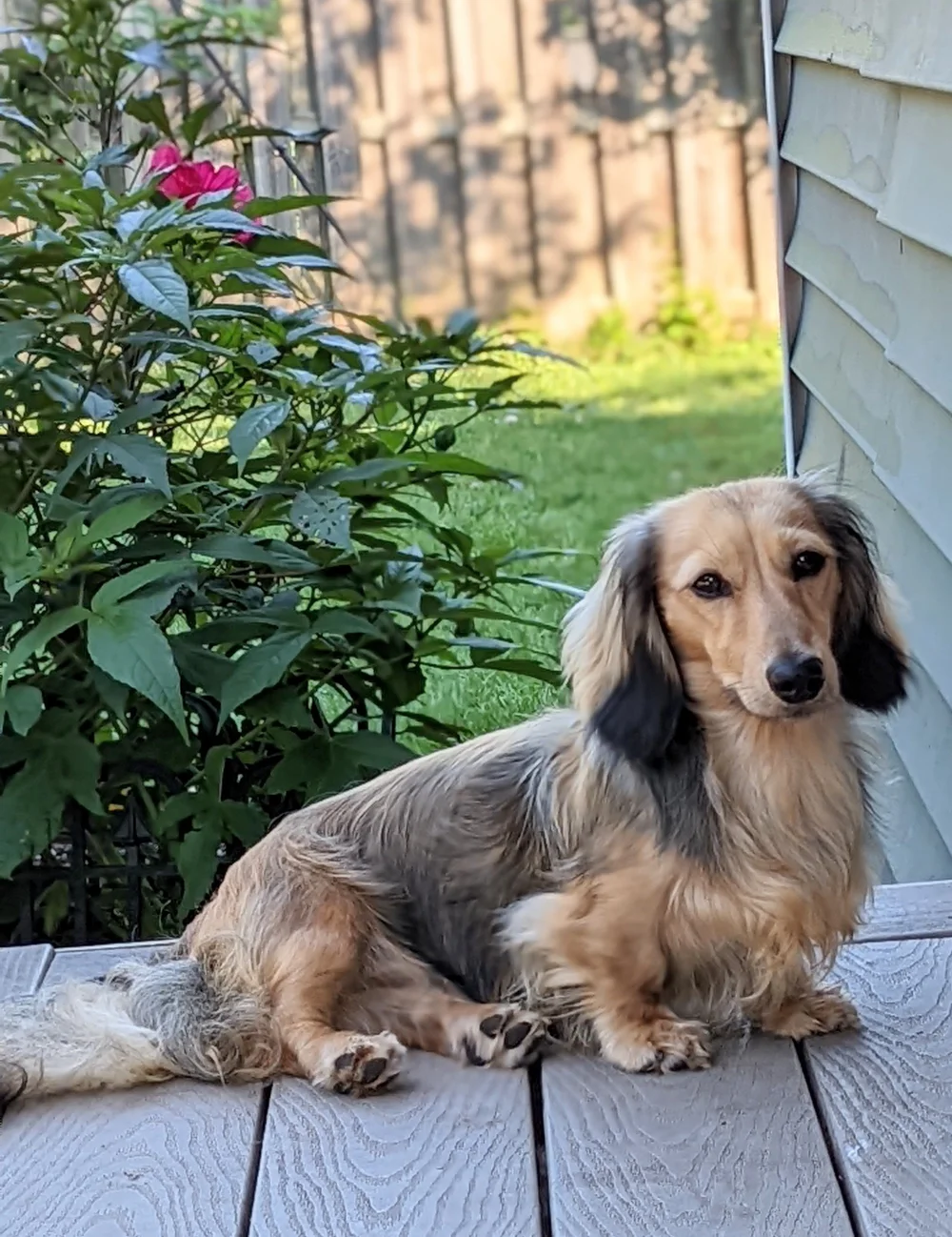 Unraveling Dachshund Color Genetics: A Deep Dive into Cream Variations ...