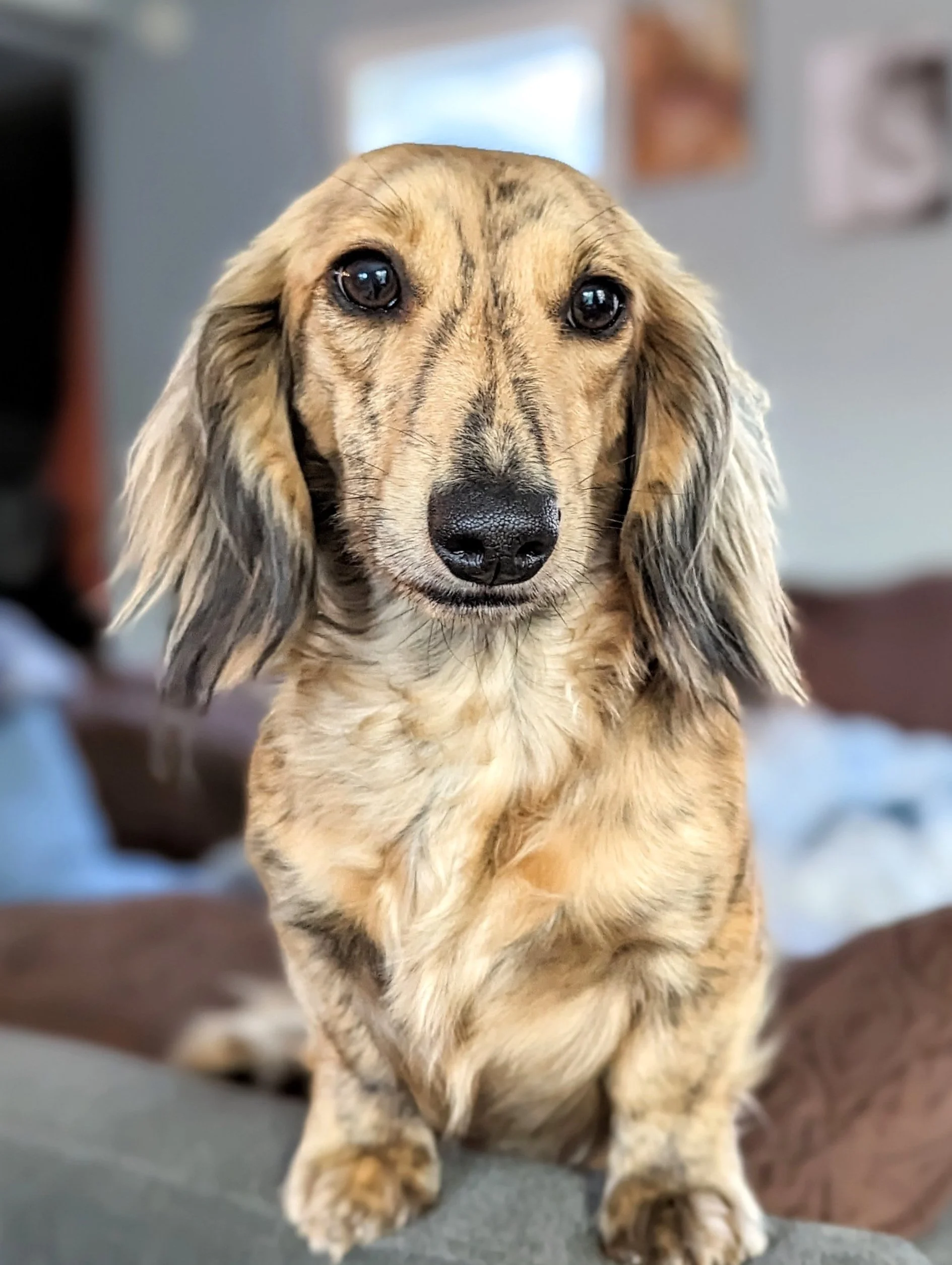 Unraveling Dachshund Color Genetics: A Deep Dive into Cream Variations ...
