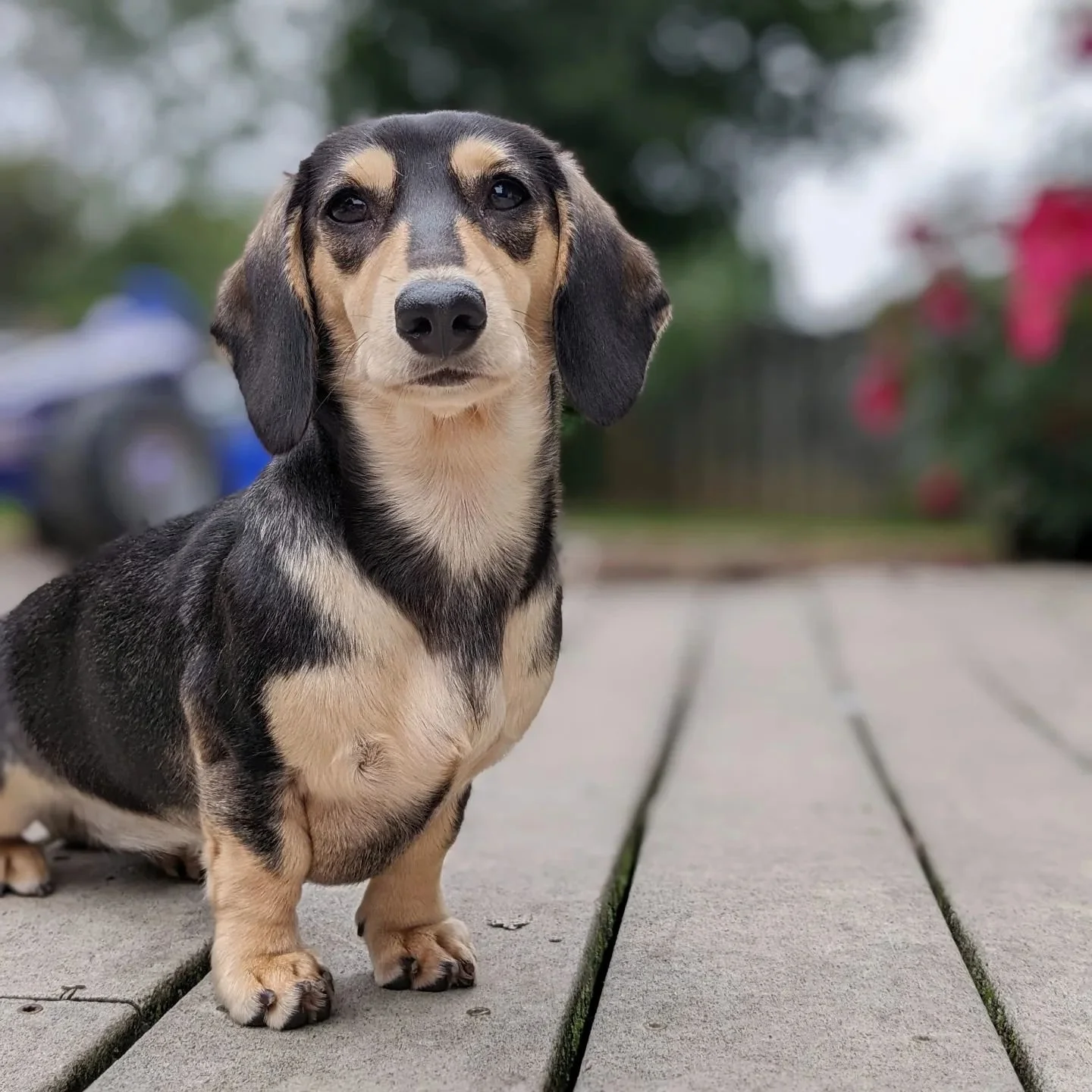 Unraveling Dachshund Color Genetics: A Deep Dive into Cream Variations ...