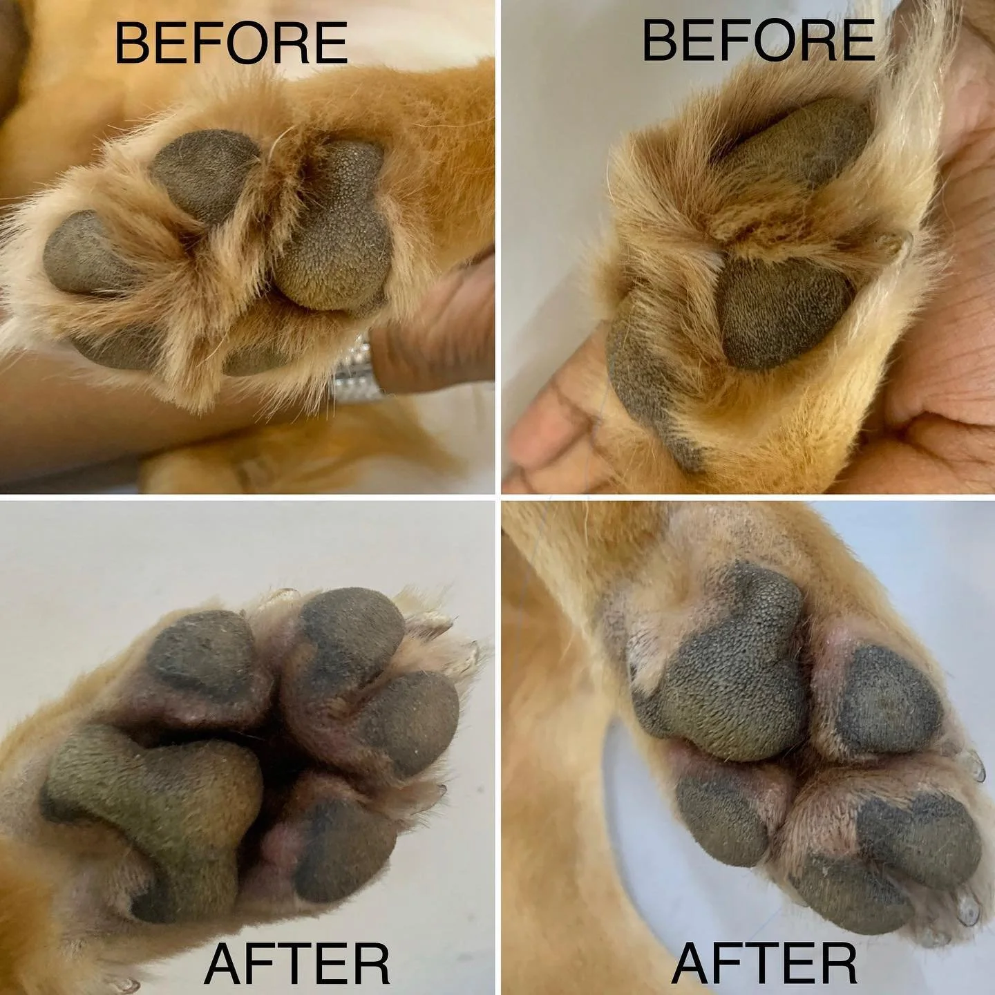 Comprehensive Grooming for Dachshunds: Nail, Paw, and Coat Care ...