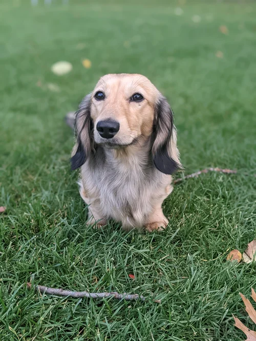 Discover Our Commitment to Quality - About Us — Sunflower Dachshunds