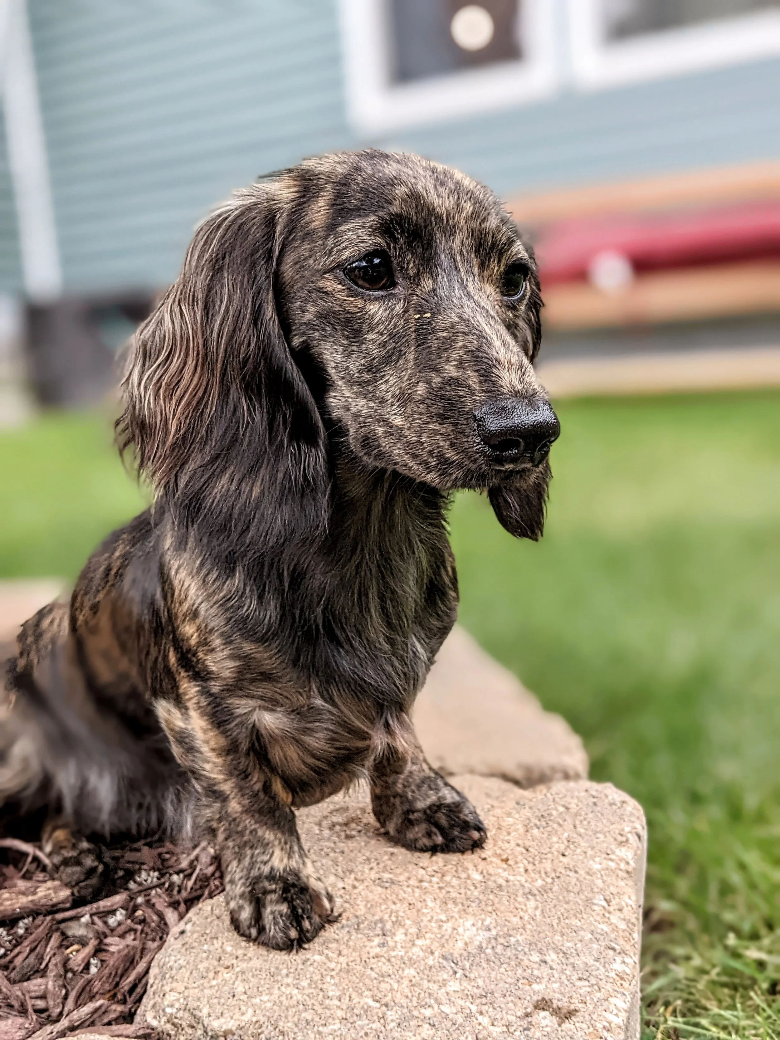 Unraveling Dachshund Color Genetics: A Deep Dive into Cream Variations ...