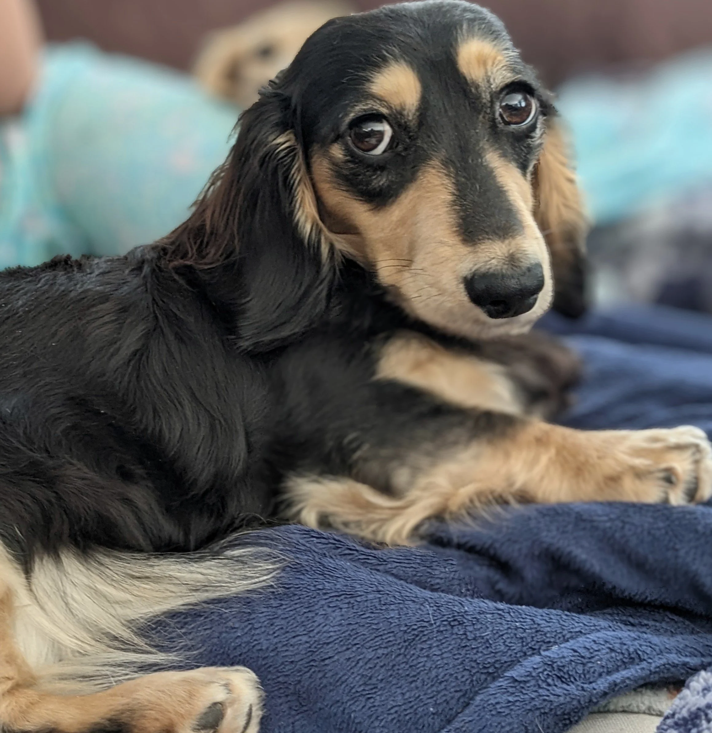 Unraveling Dachshund Color Genetics: A Deep Dive into Cream Variations ...