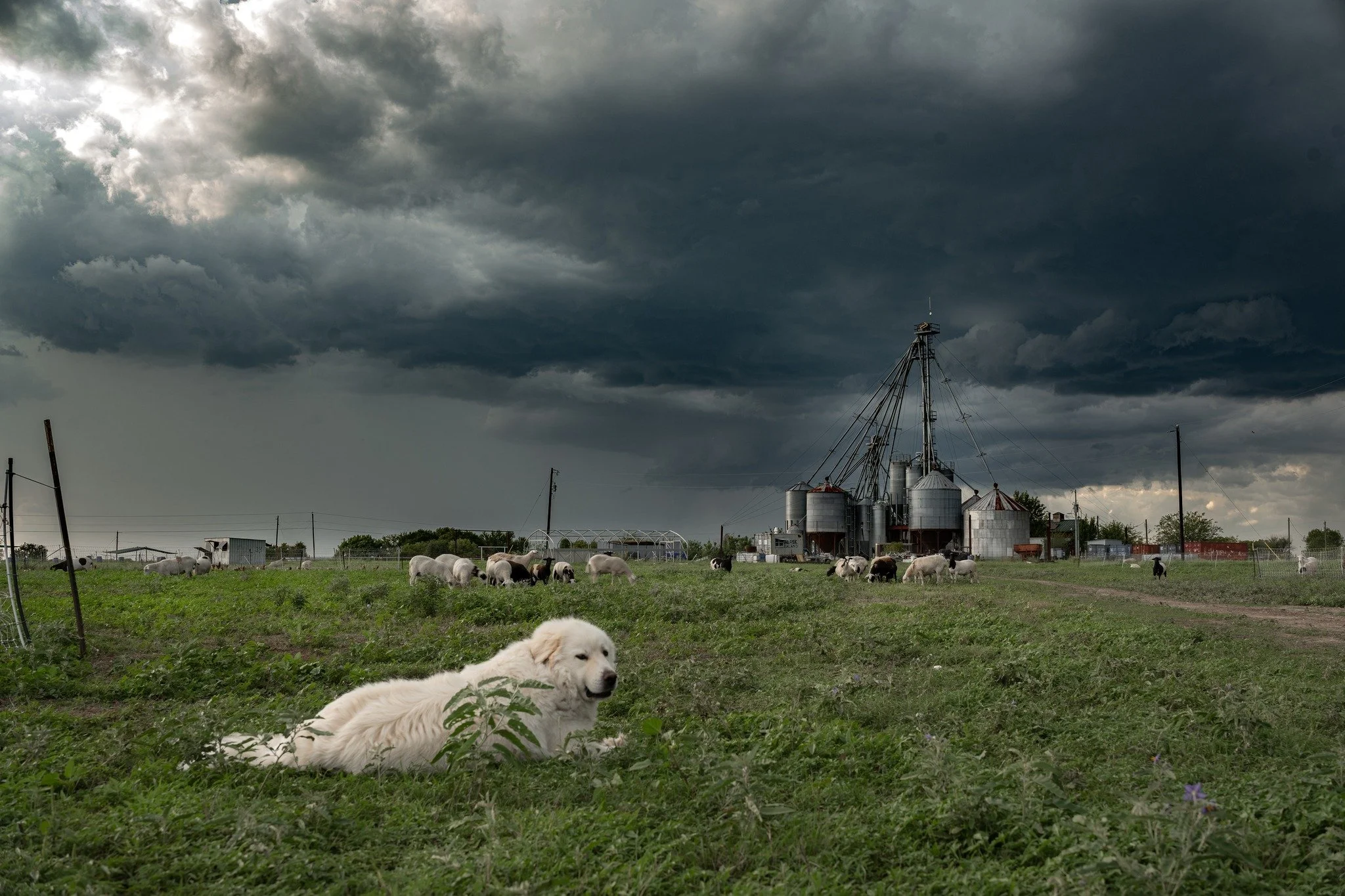 Coyote Creek Farm | Organic Eggs | Pasture Raised Meats | USDA ...