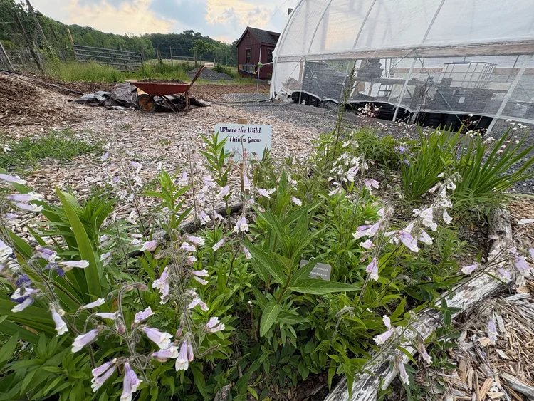 About IMAGINE Native Plant Farm — Home Earth Alliance