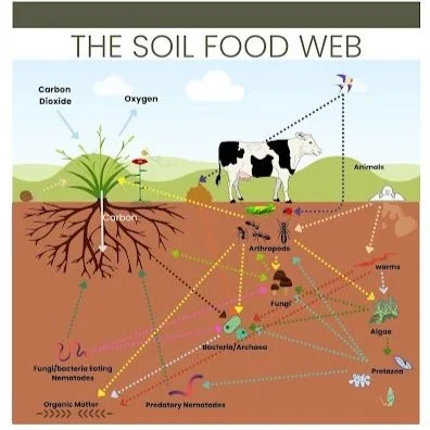 Soil Food Web — Home Earth Alliance