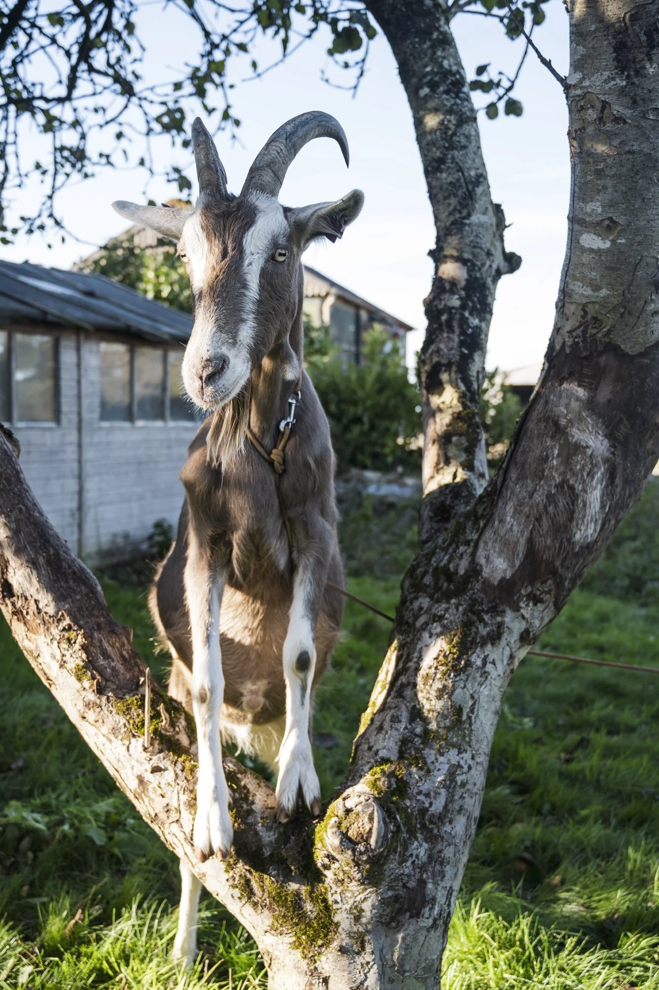 Explore Cornwall — Bogee Farm