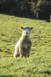 About us — Bogee Farm