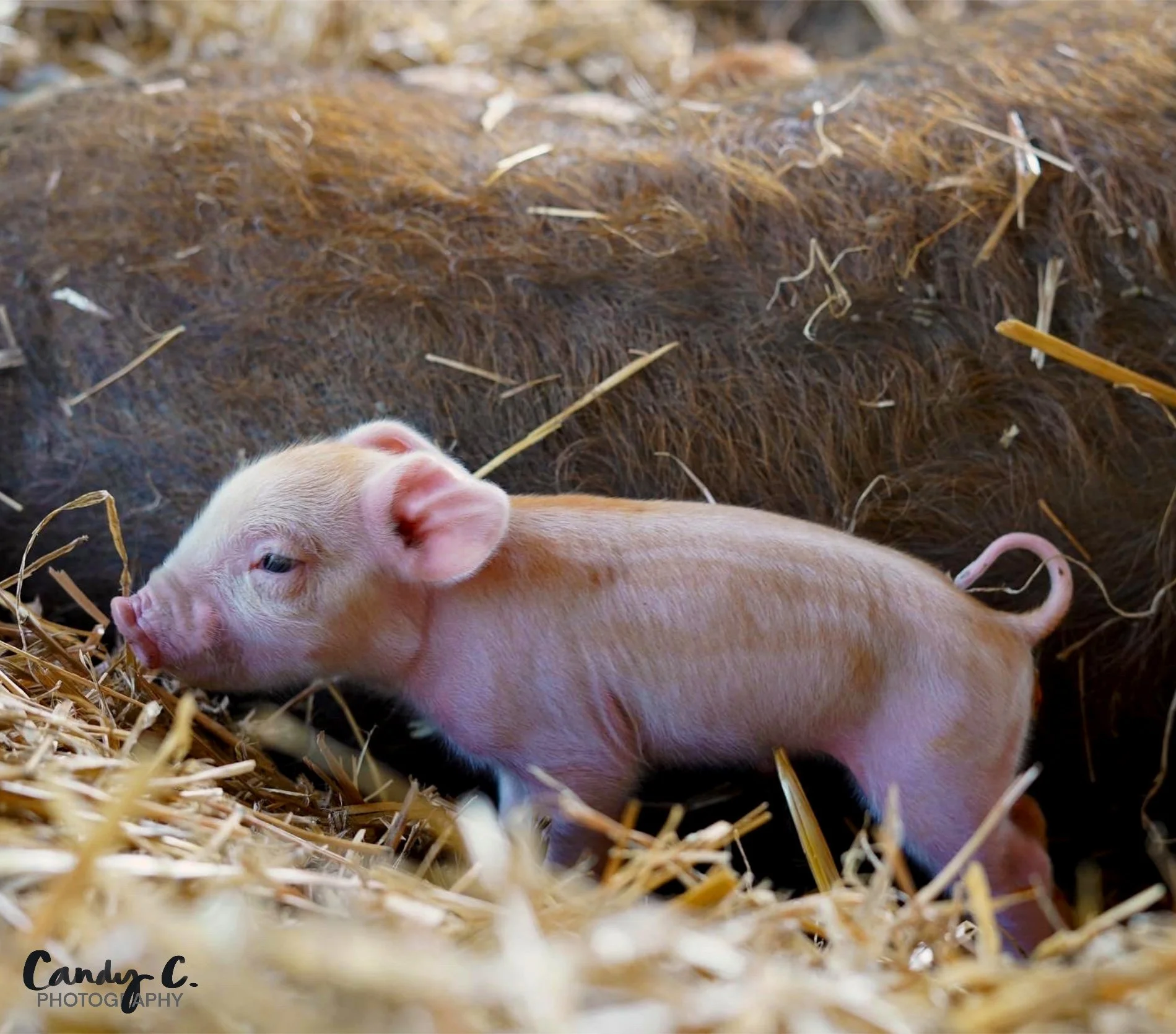 Peculiar Pig Farm