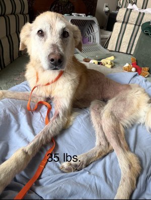 Susie's Second Chance: A Story of Resilience, Healing, and Hope ...