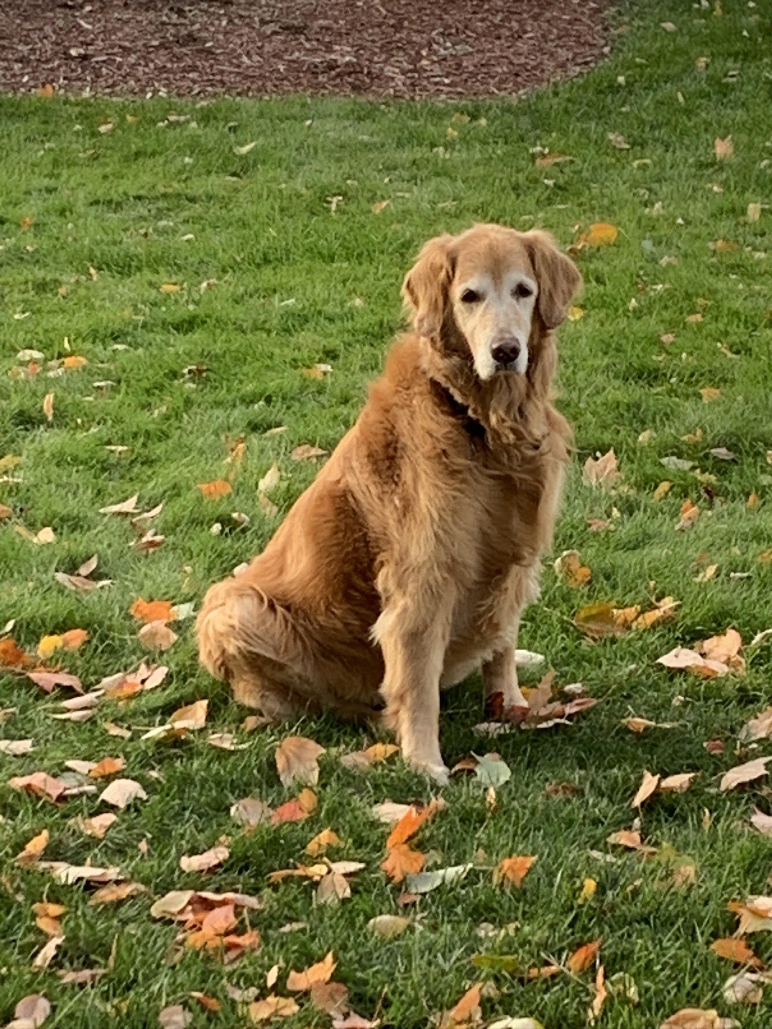 Remembering Lady — Golden Retriever Rescue of Michigan