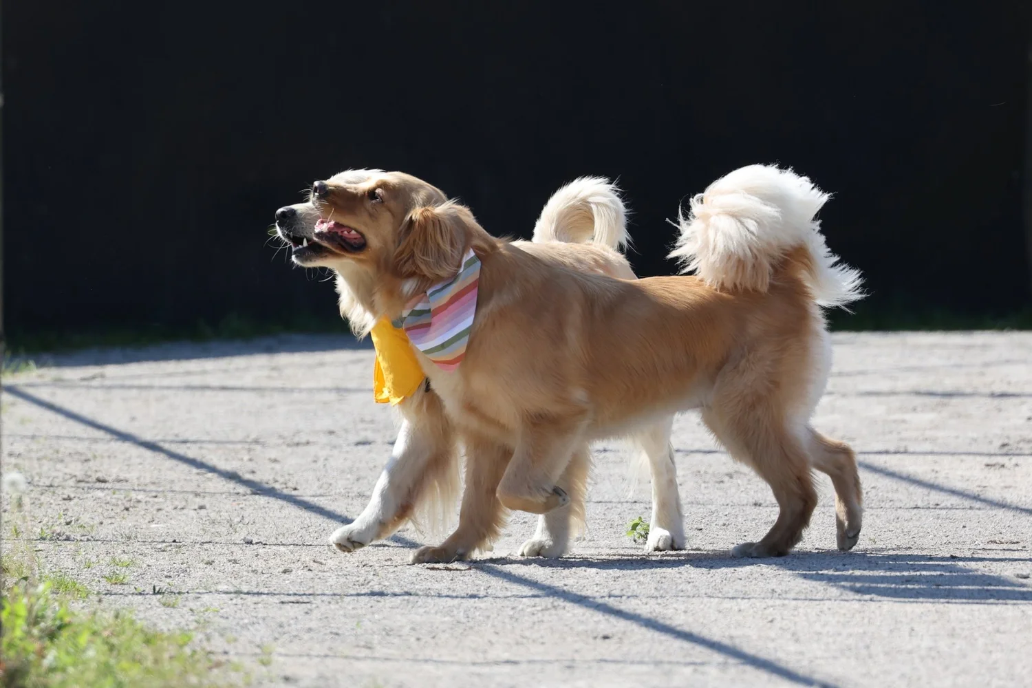 Tips for Adding Another Dog to Your Family — Golden Retriever Rescue of ...