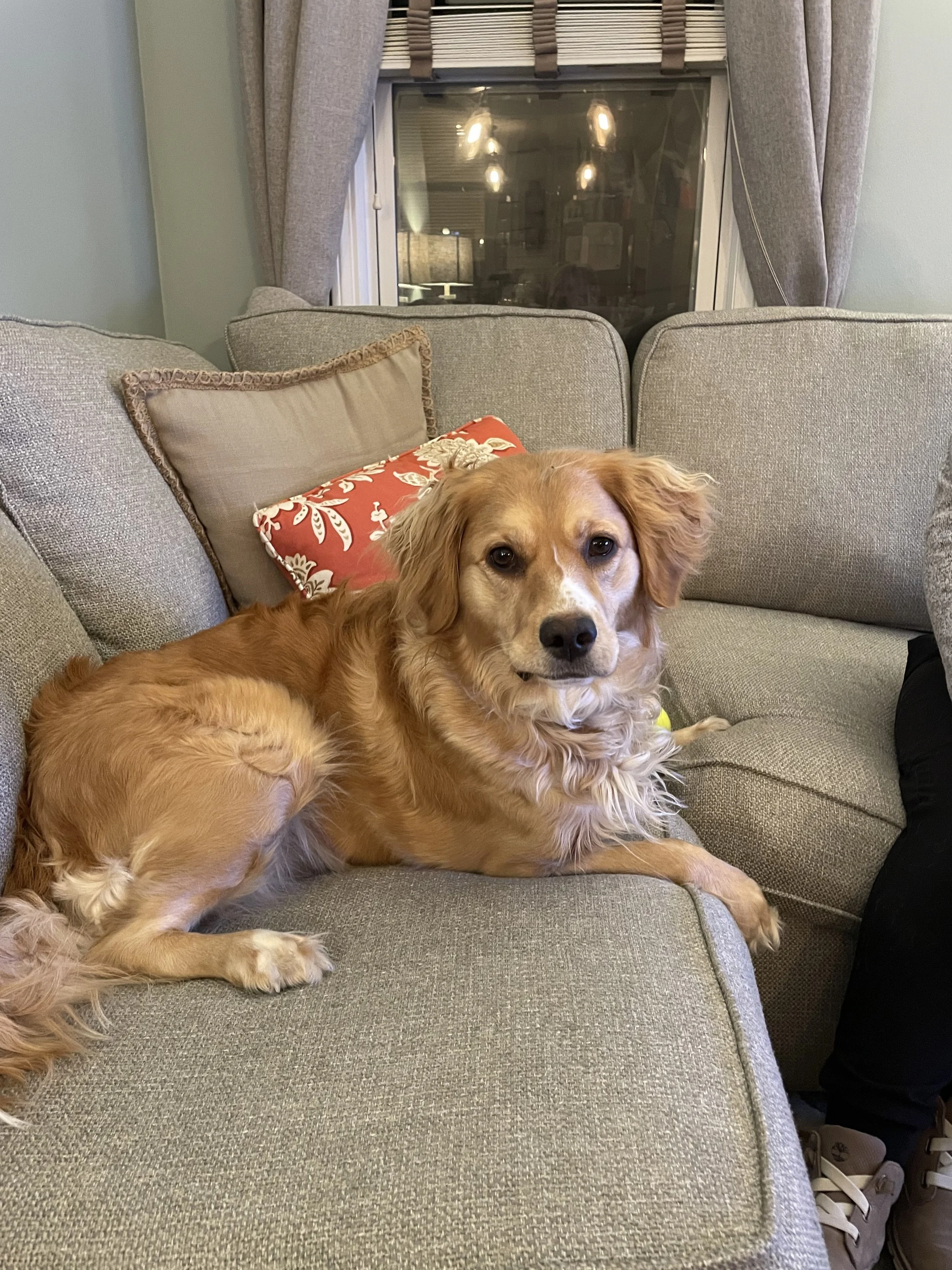 Daisy — Golden Retriever Rescue of Michigan