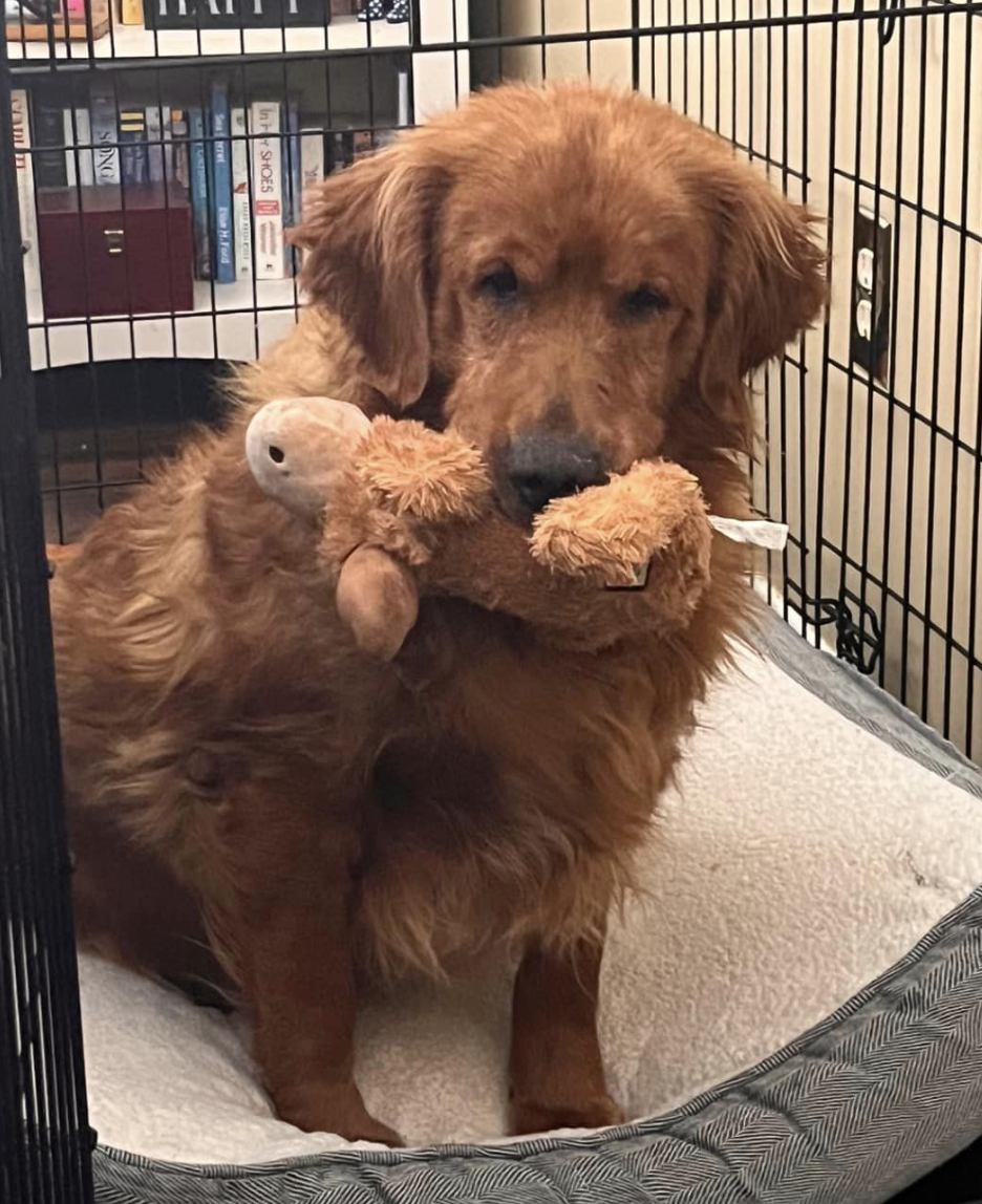 A Journey of Love and Recovery: The Story of Annie Grace — Golden ...