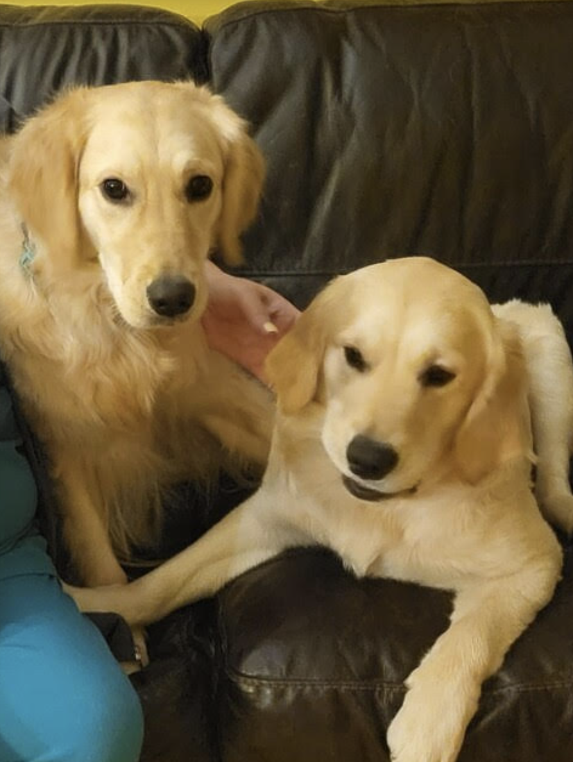 Cooper — Golden Retriever Rescue of Michigan