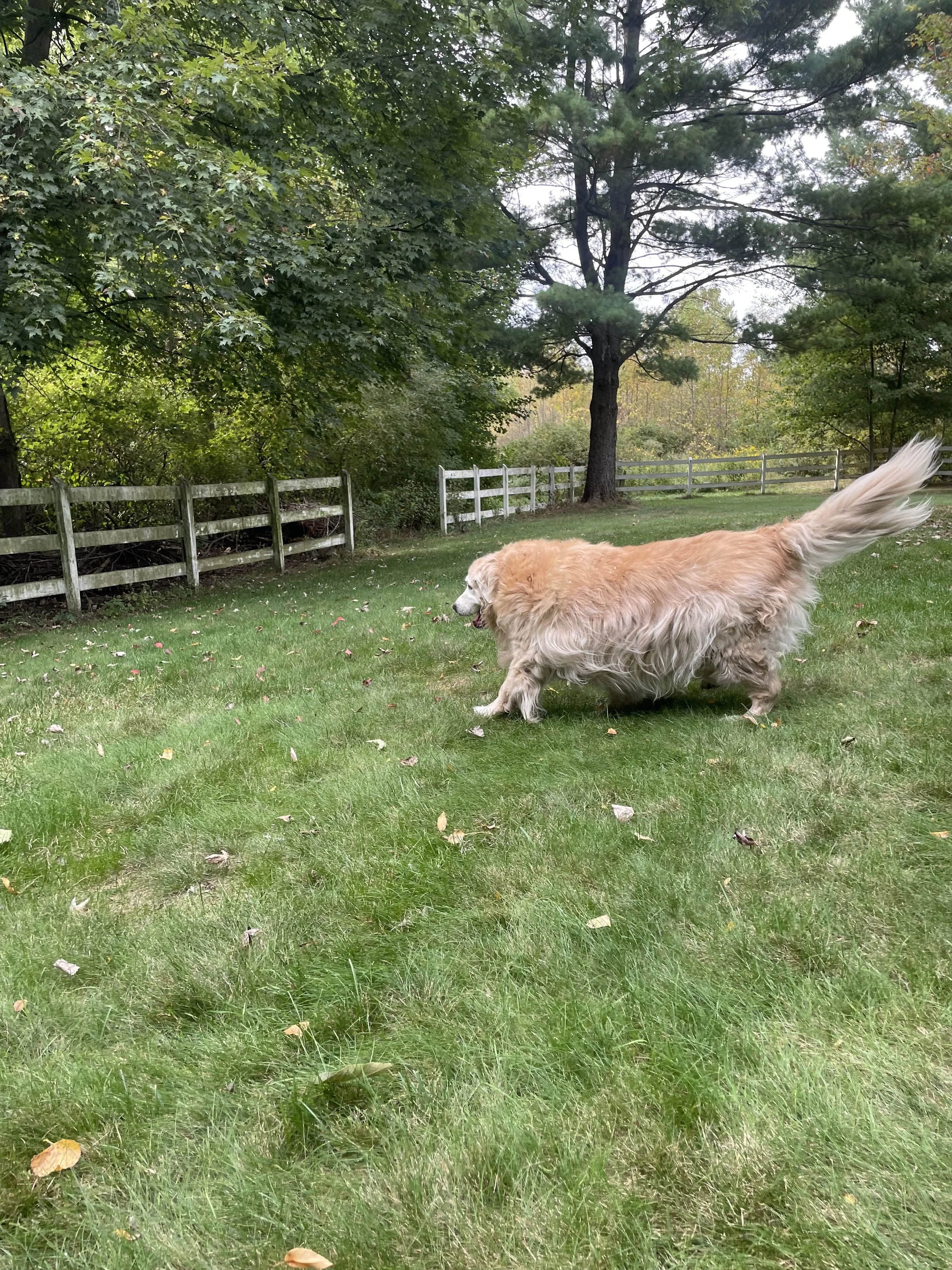 Freddie’s Fresh Start — Golden Retriever Rescue of Michigan