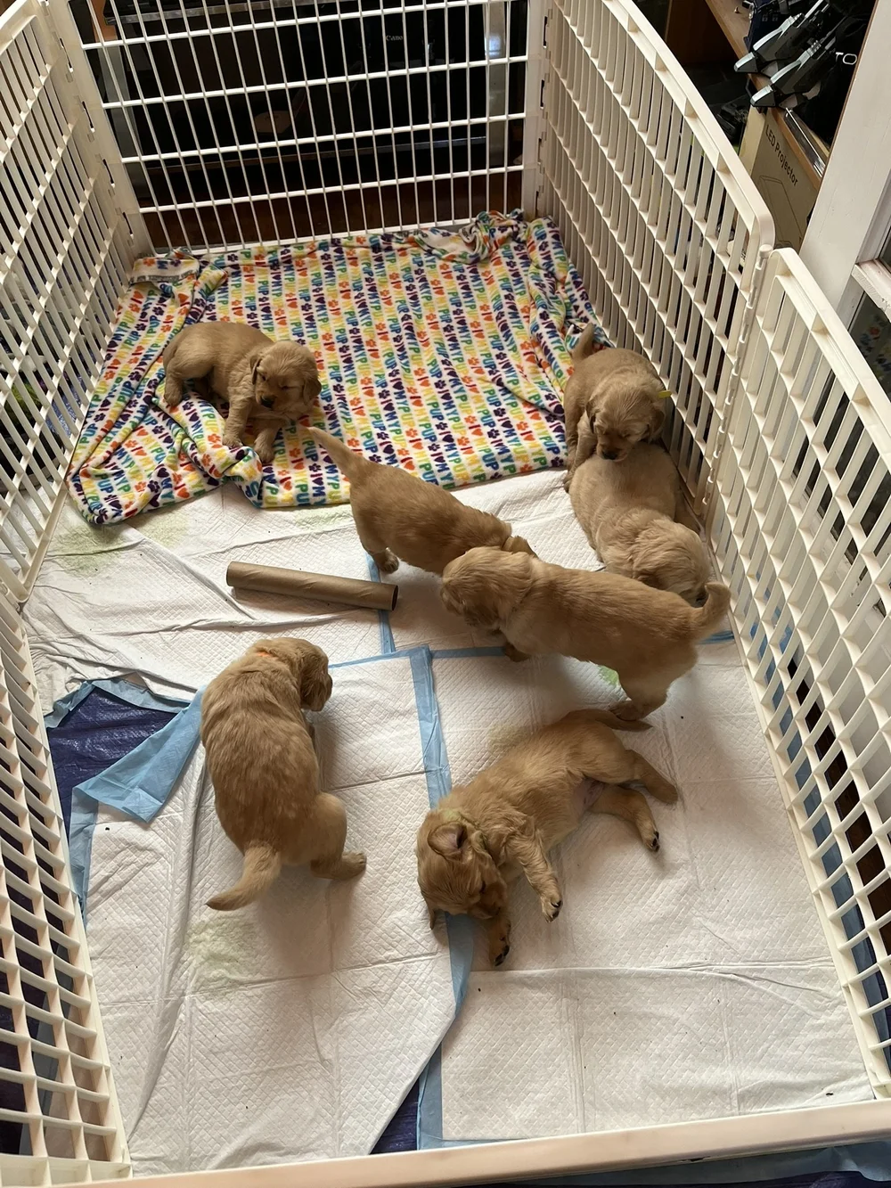 GRRoM Welcomes New Puppies from Autumn! — Golden Retriever Rescue of ...