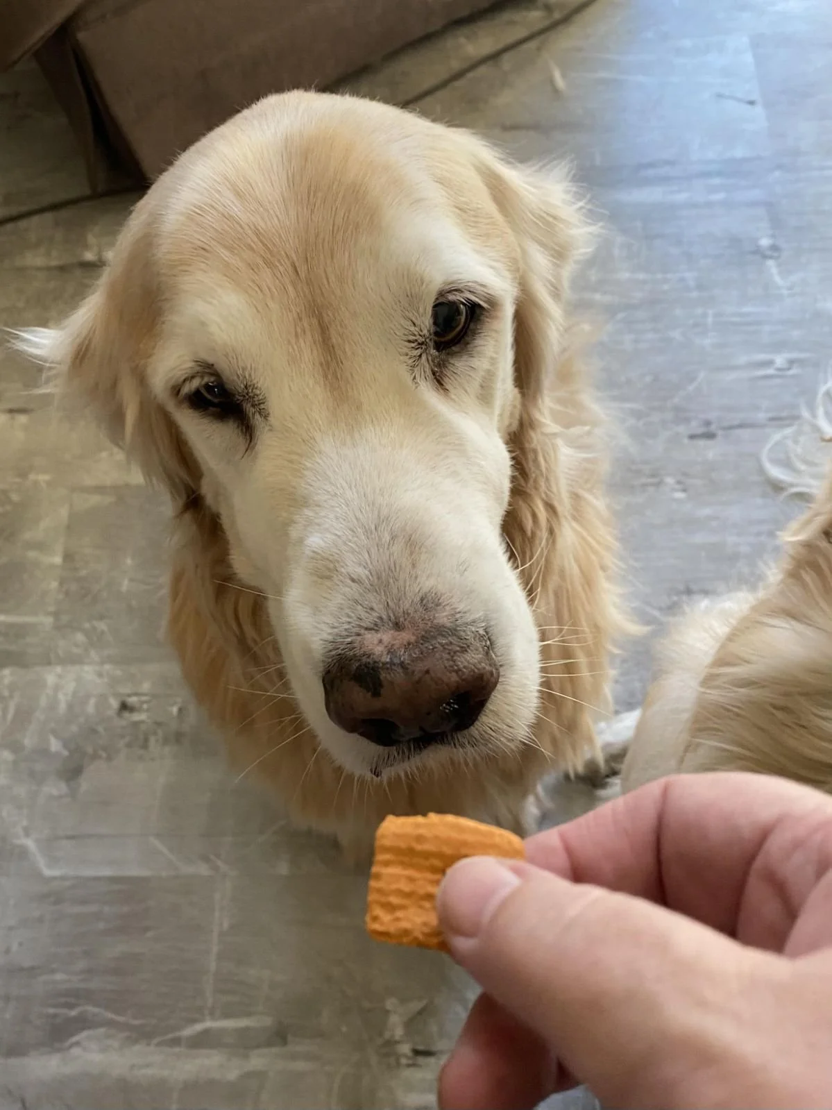 Meet Queie, an Adoption Success Story! — Golden Retriever Rescue of ...