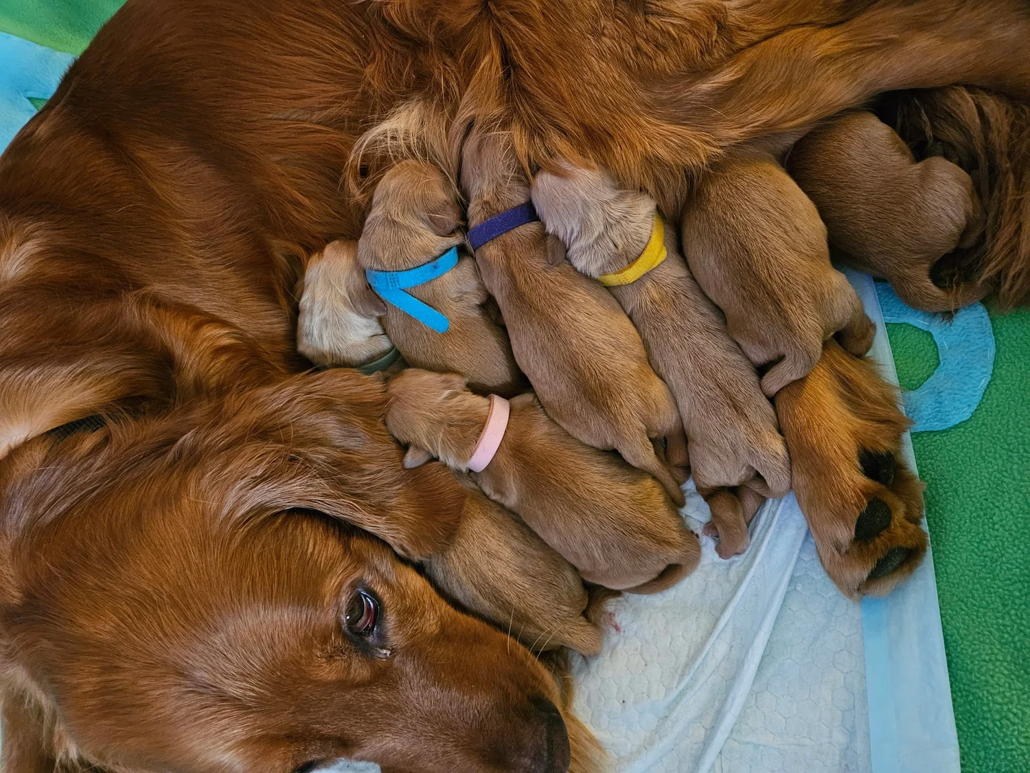 GRRoM Welcomes New Puppies from Daisy! — Golden Retriever Rescue of ...