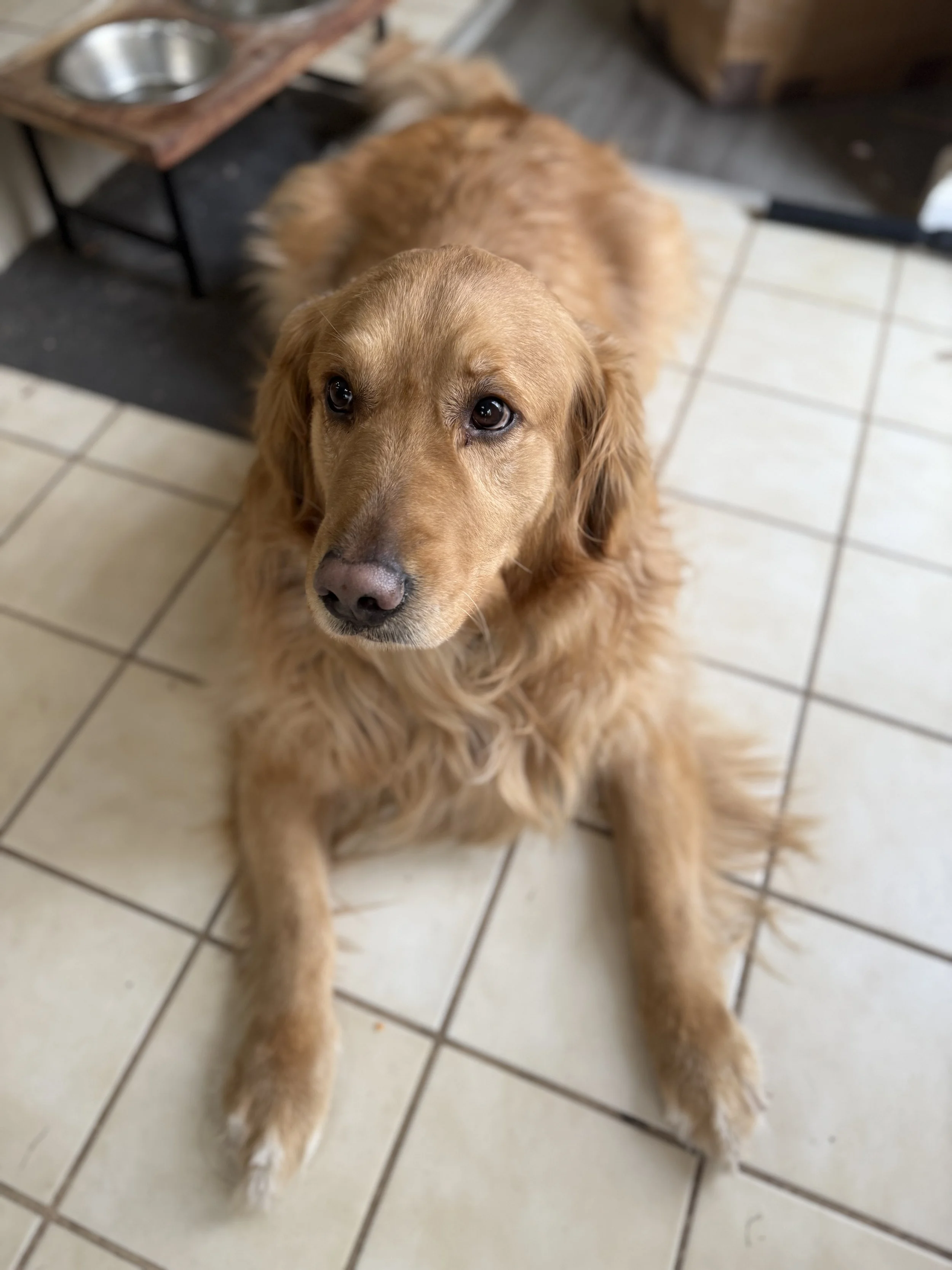 April — Golden Retriever Rescue of Michigan